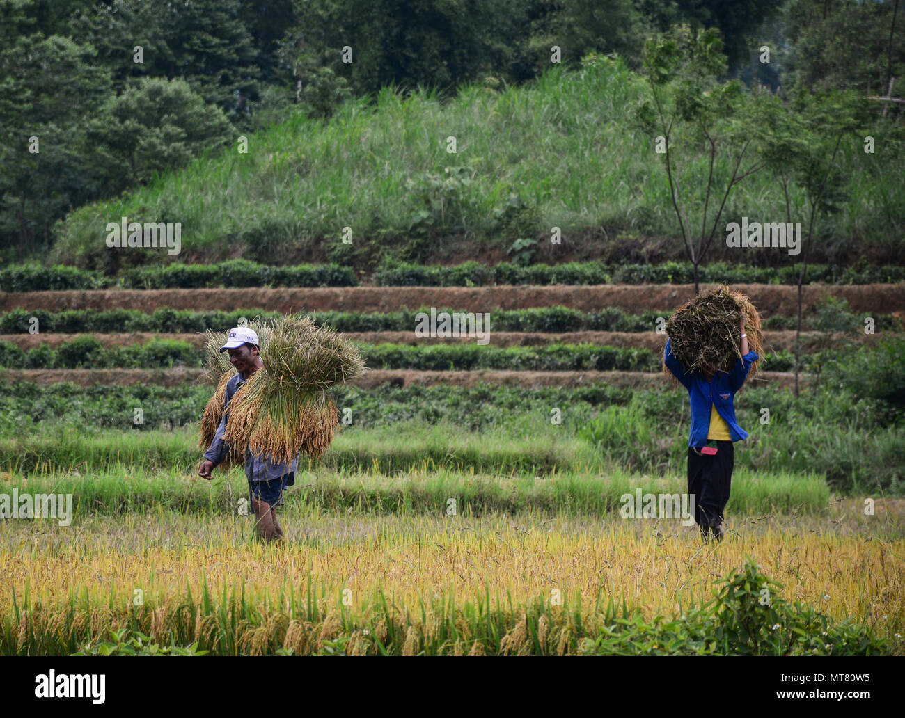 Indochina rice seedlings hi-res stock photography and images - Alamy