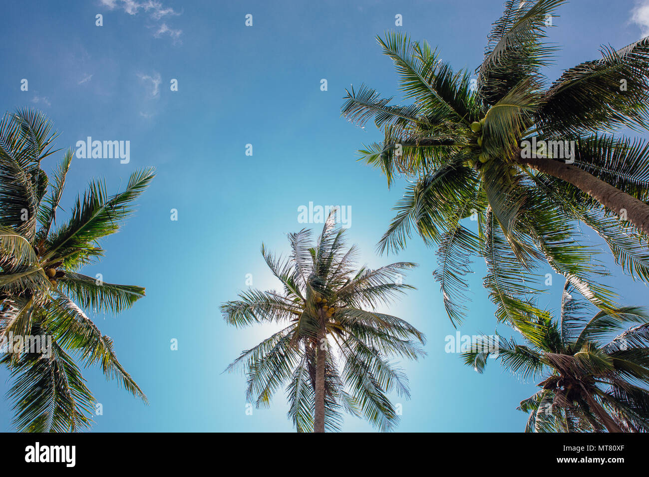 Coconut palm trees on the tropical beach Stock Photo - Alamy