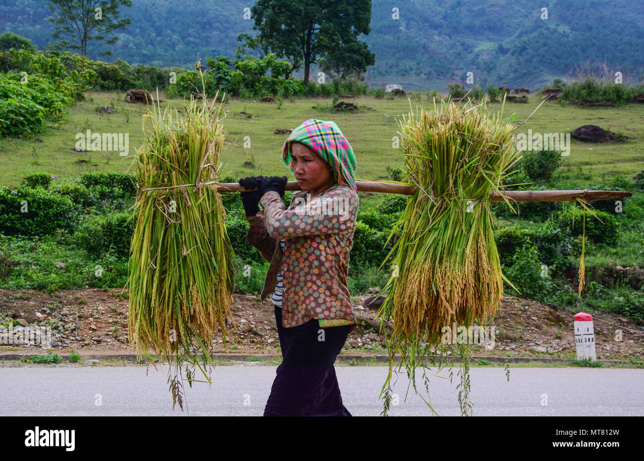 Yen Bai, Vietnam - May 29, 2016. A woman carrying rice on the field at ...