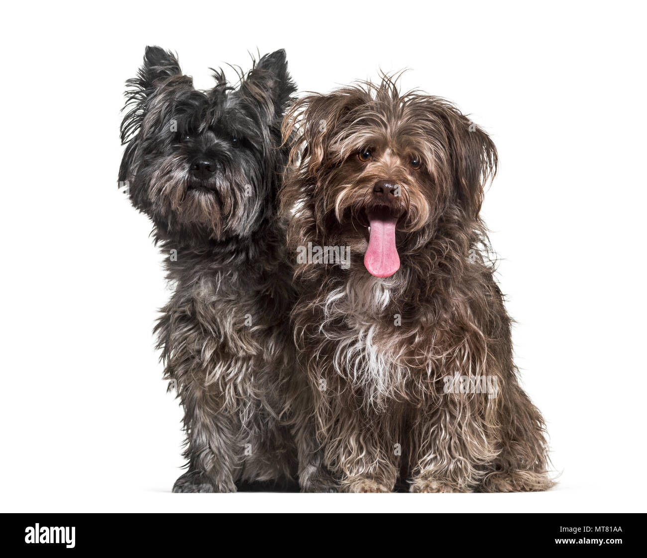 Mixed-breed dogs sitting together against white background Stock Photo ...