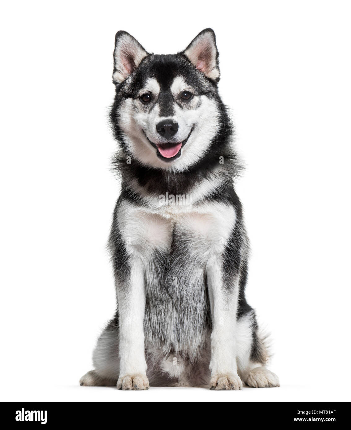 Full Grown Pomeranian Husky