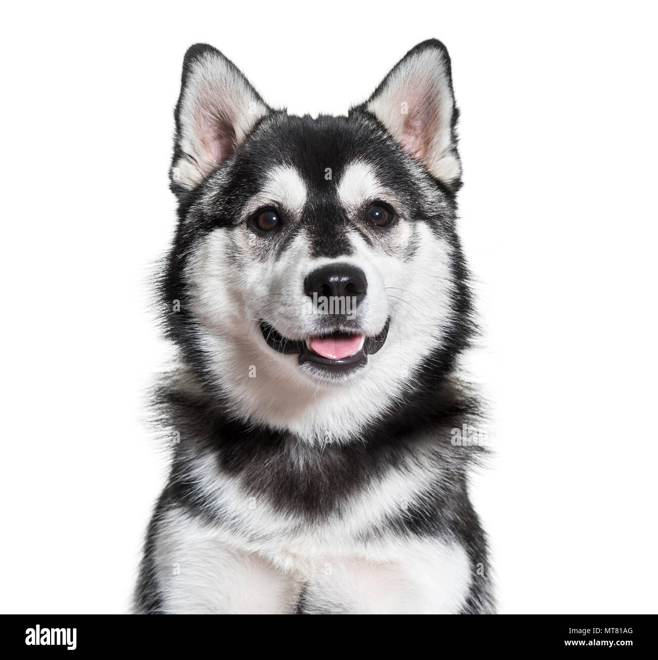 Pomsky dog portrait against white background Stock Photo - Alamy