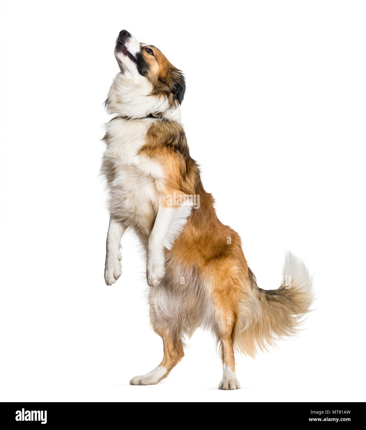 Border Collie dog rearing up against white background Stock Photo - Alamy