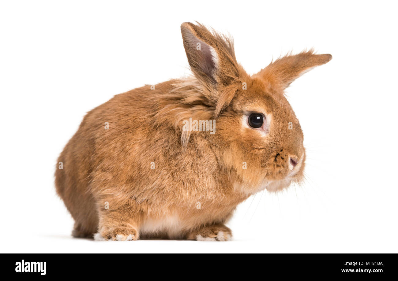 Brown rabbit looking at camera against white background Stock Photo - Alamy