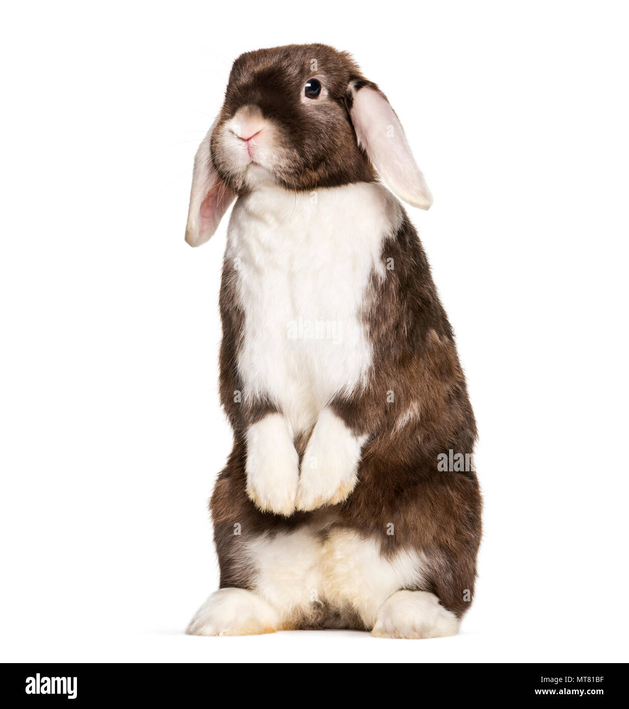 Rabbit Hind Legs Stock Photos & Rabbit Hind Legs Stock Images - Alamy