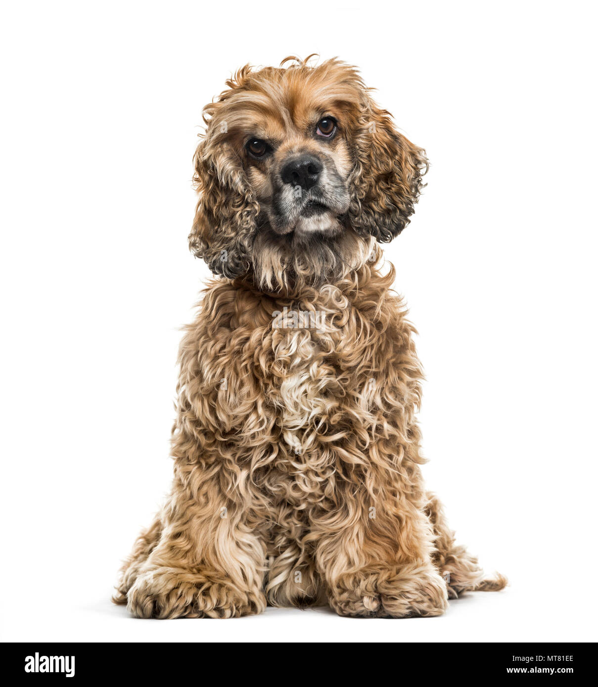 Brown Mixed-breed dog in portrait against white background Stock Photo ...