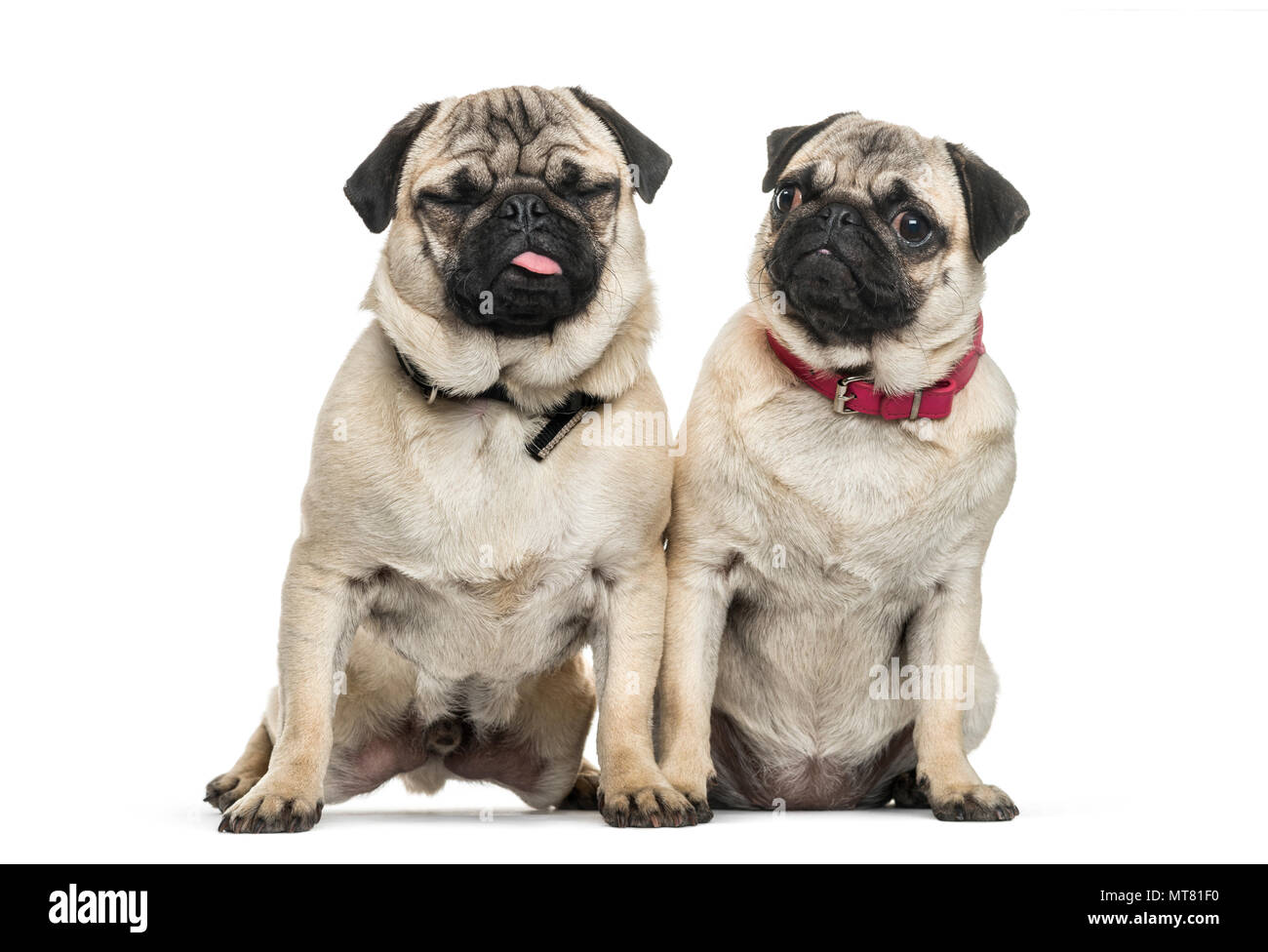 Two Pug dogs sitting together against white background Stock Photo - Alamy