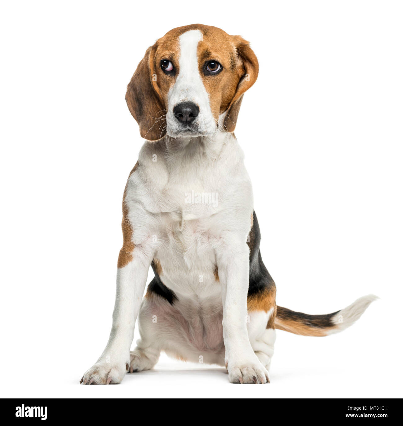 Beagle dog sitting Cut Out Stock Images & Pictures - Alamy