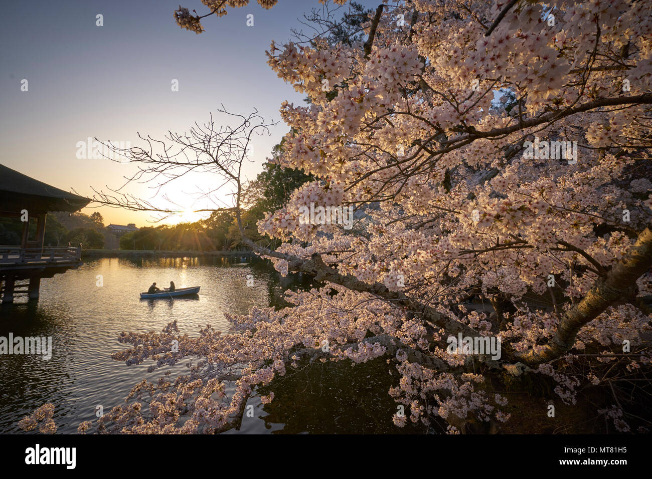 People paddle in boat with beautiful cherry blossom tree at Ukimido ...