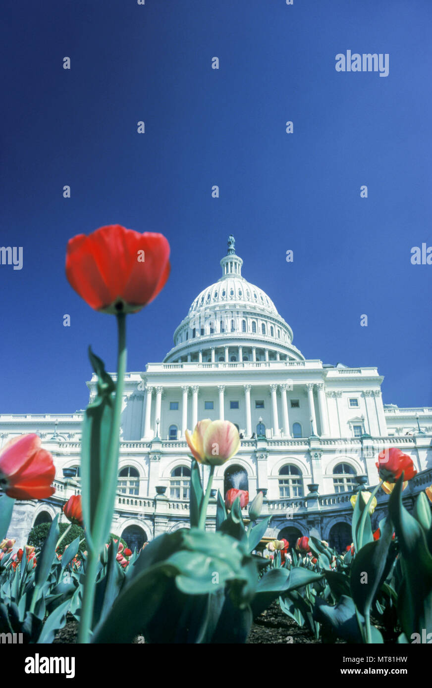 Nostalgia with tulips hi-res stock photography and images - Alamy