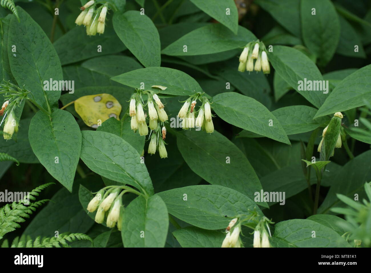 Common Comfrey (Symphytum officinale Stock Photo - Alamy