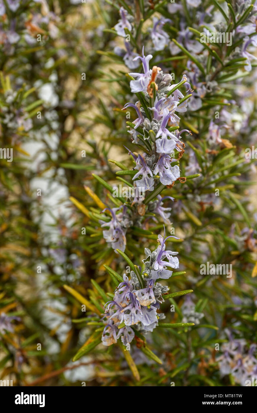 Rosemary herb in flower in an urban garden, spring, London, england ...
