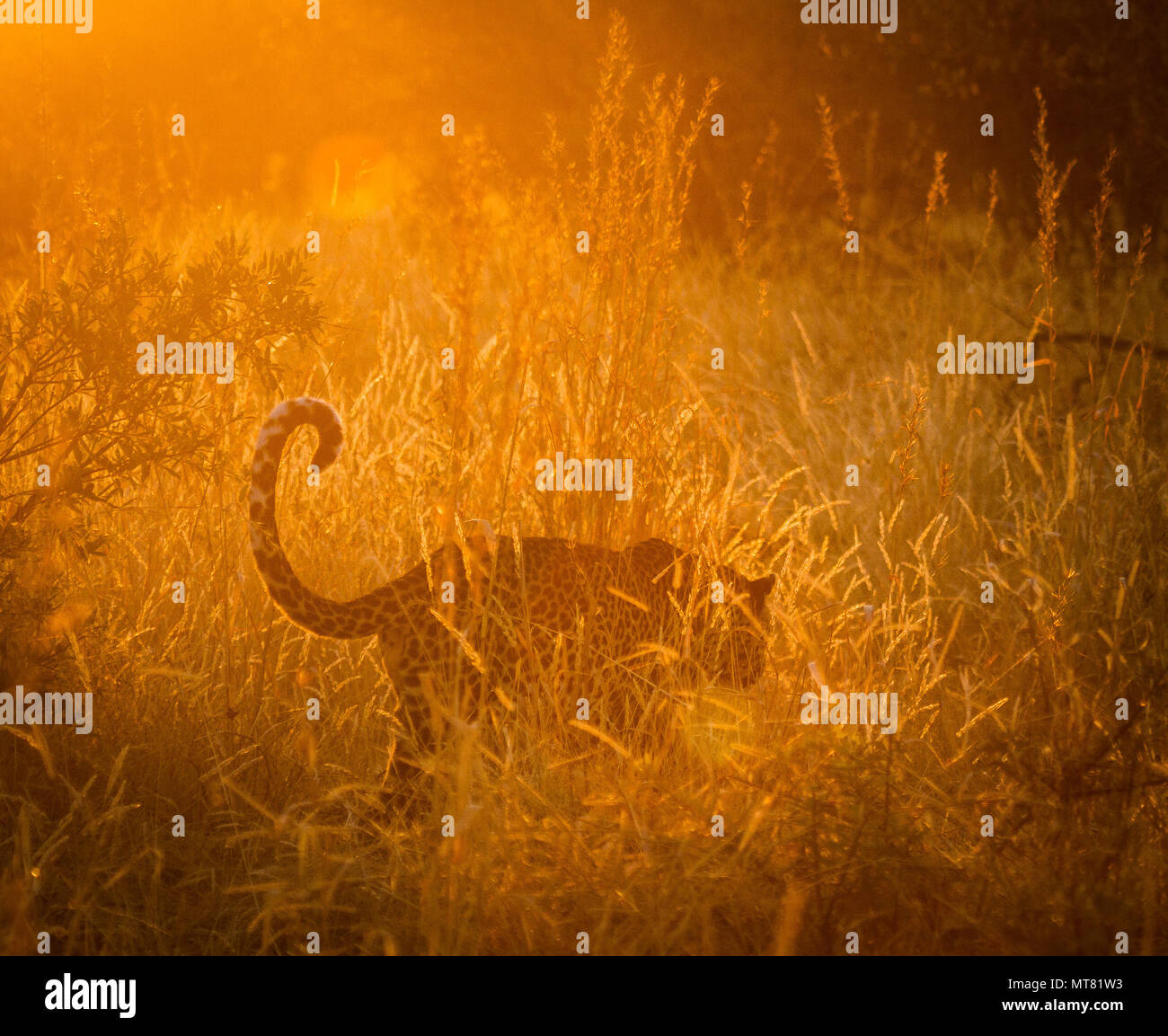 Leopard disappears into the sunrise Stock Photo - Alamy