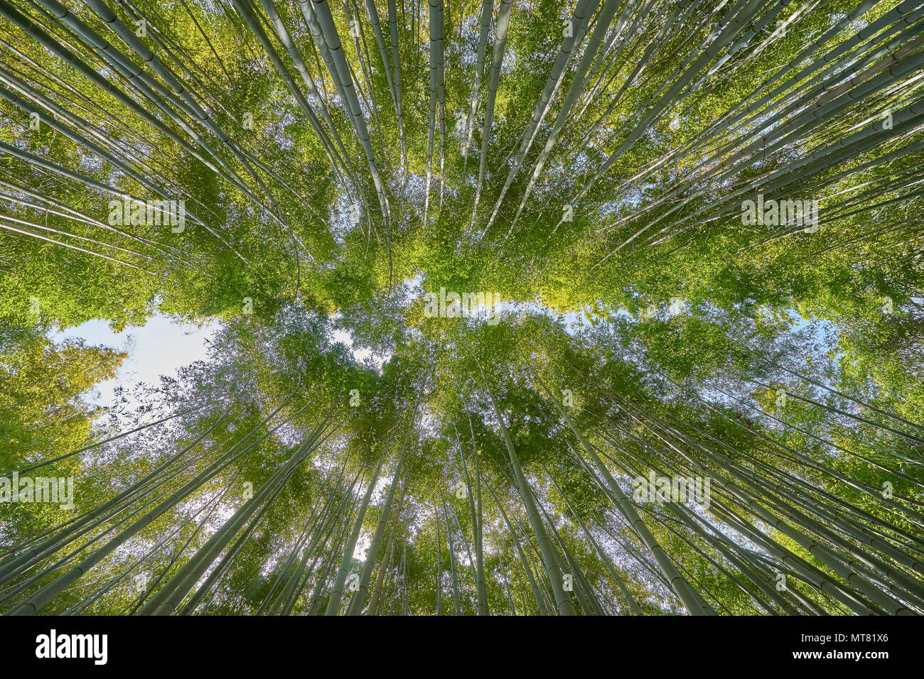 Beautiful Arashiyama Bamboo Groove in Kyoto, Japan Stock Photo - Alamy