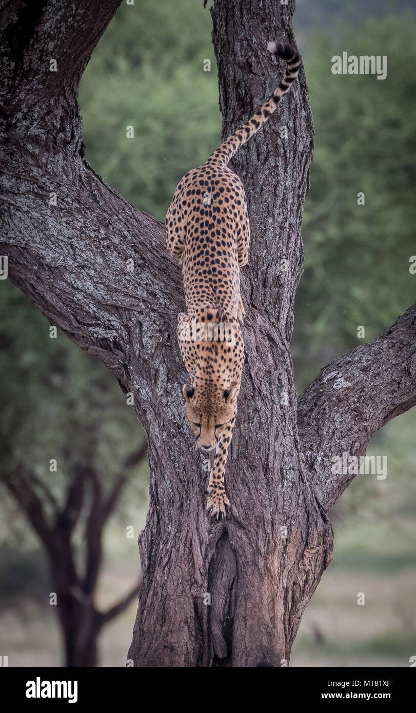 Cheetah descends a tree Stock Photo - Alamy