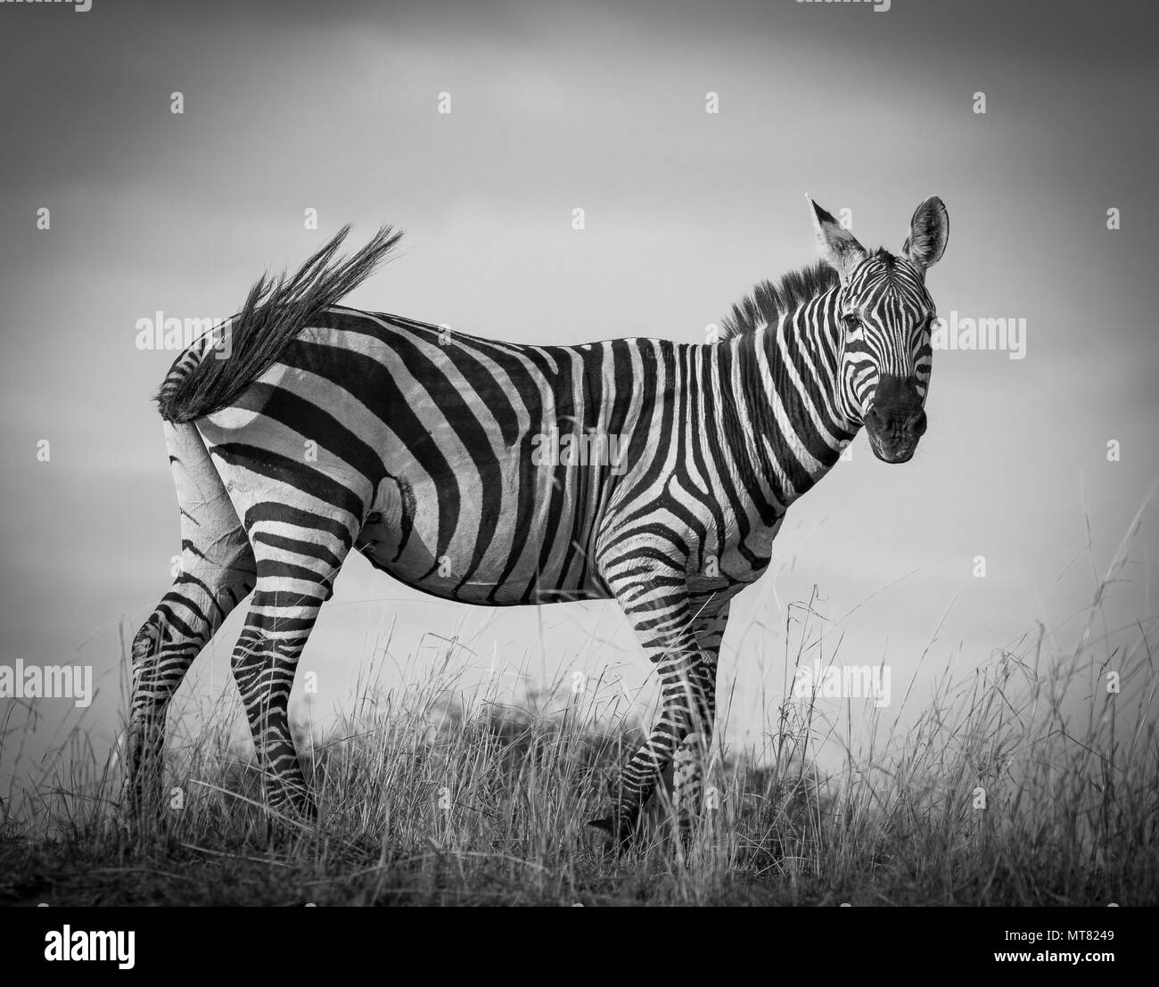 Zebra tail flick Stock Photo - Alamy