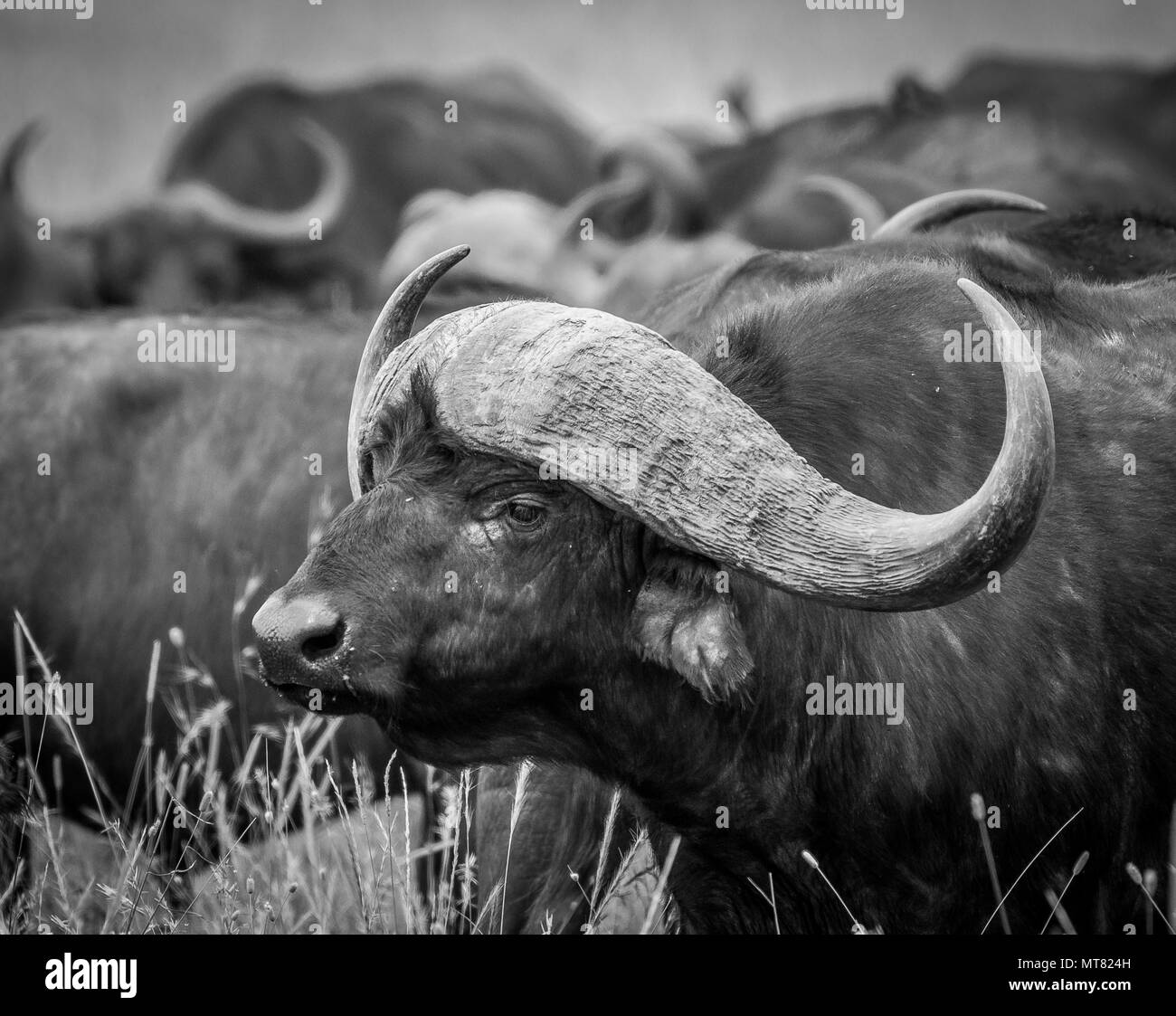 Buffalo grassland Black and White Stock Photos & Images - Alamy
