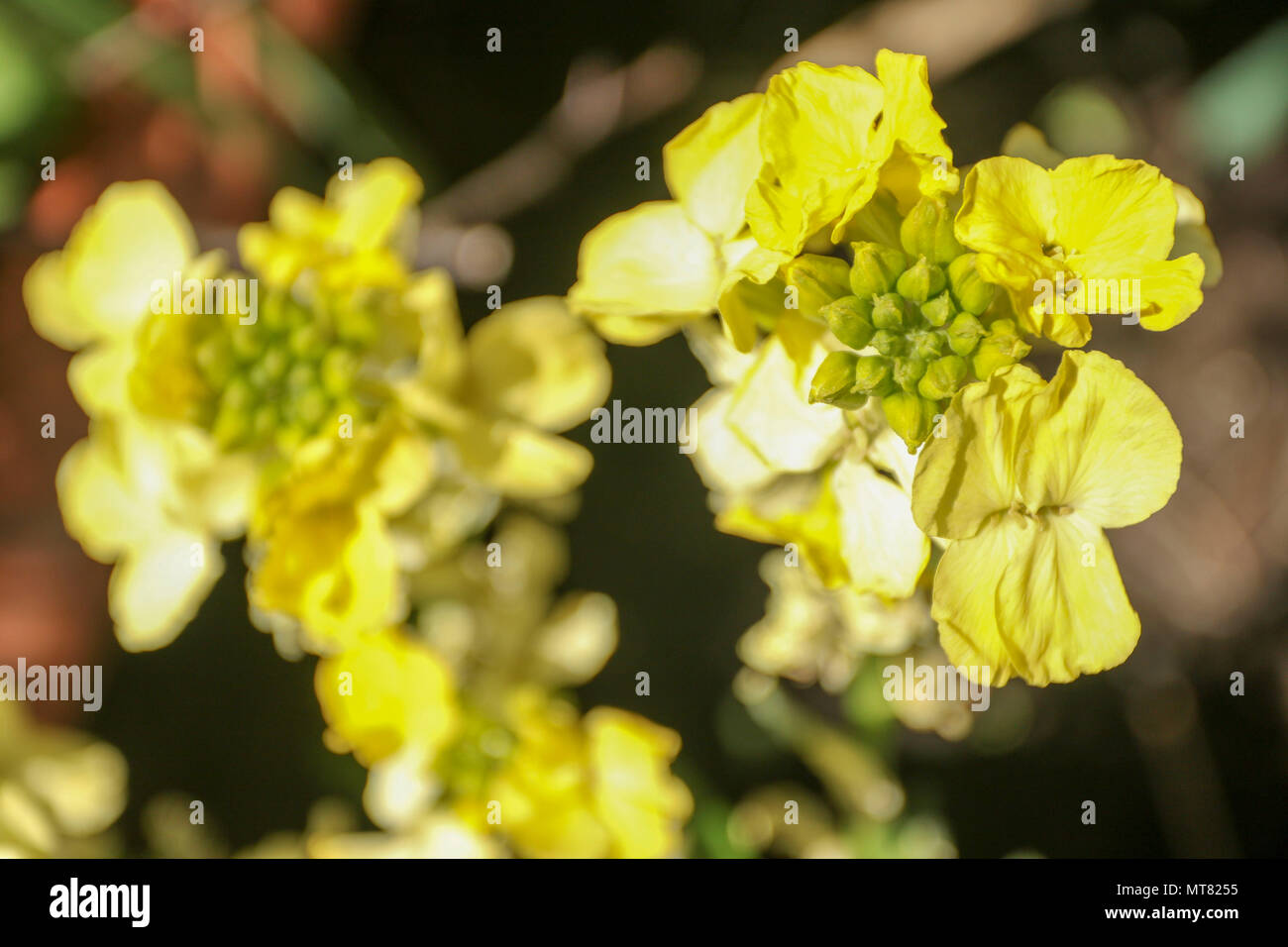Clubroot hi-res stock photography and images - Alamy