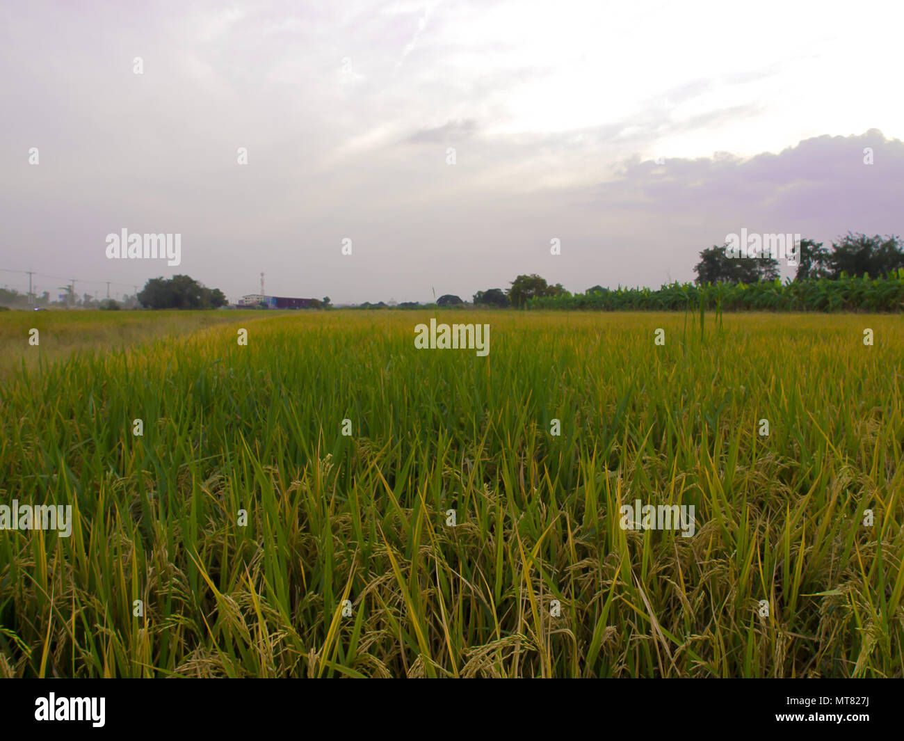 paddy rice field in Thailand Stock Photo - Alamy