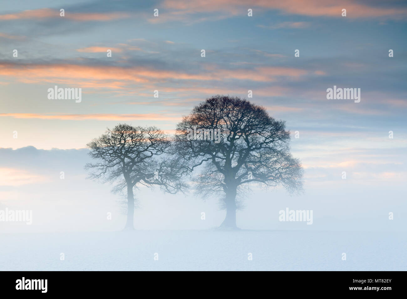 Misty mid-winter daybreak over oak trees and frozen fields at Askham ...
