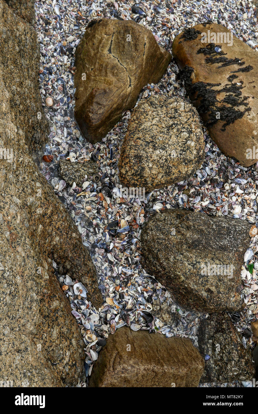 Rocks and seashells on Camps Bay beach at low tide, Camps Bay, Garden ...