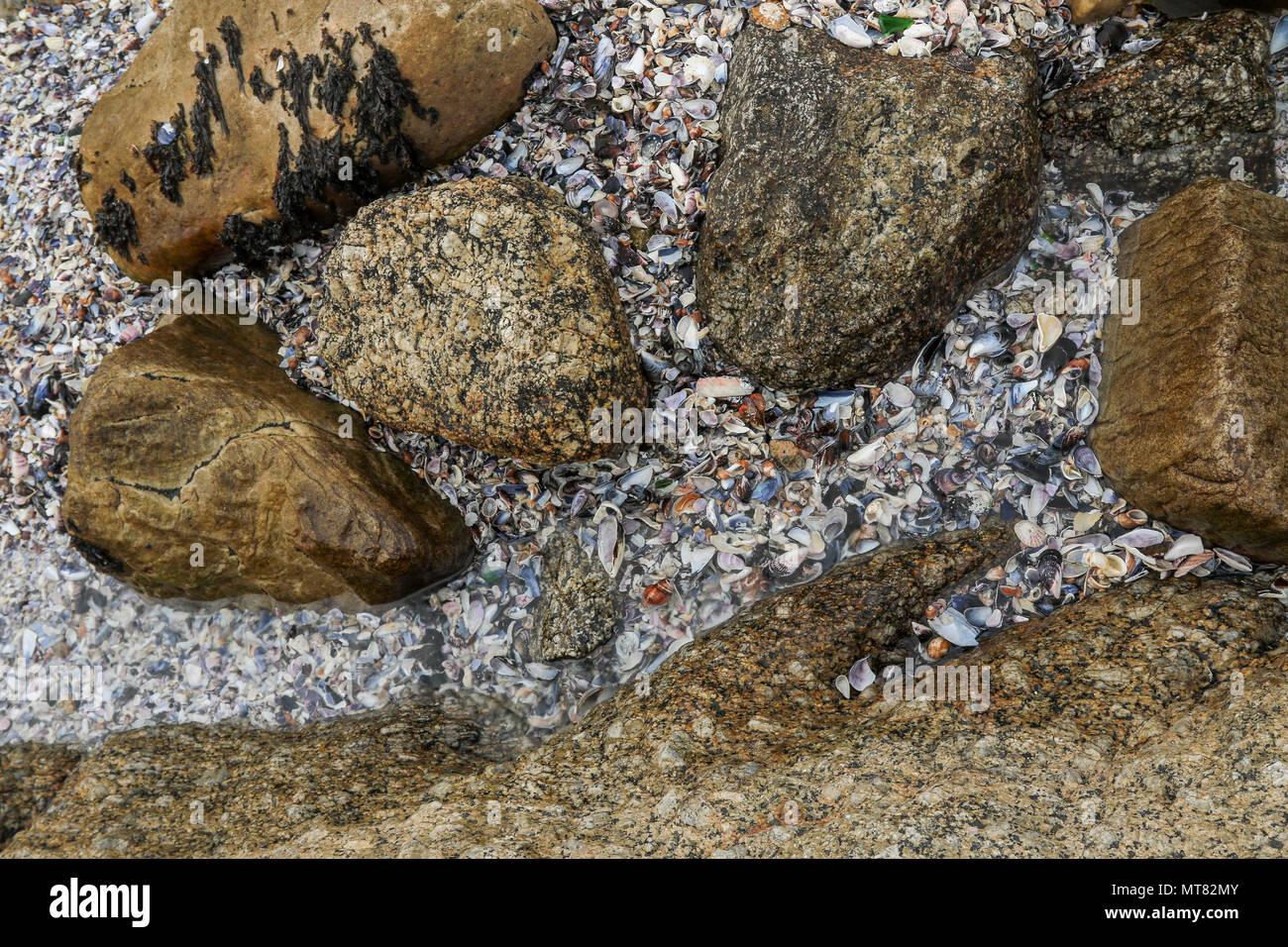 Rocks and seashells on Camps Bay beach at low tide, Camps Bay, Garden ...