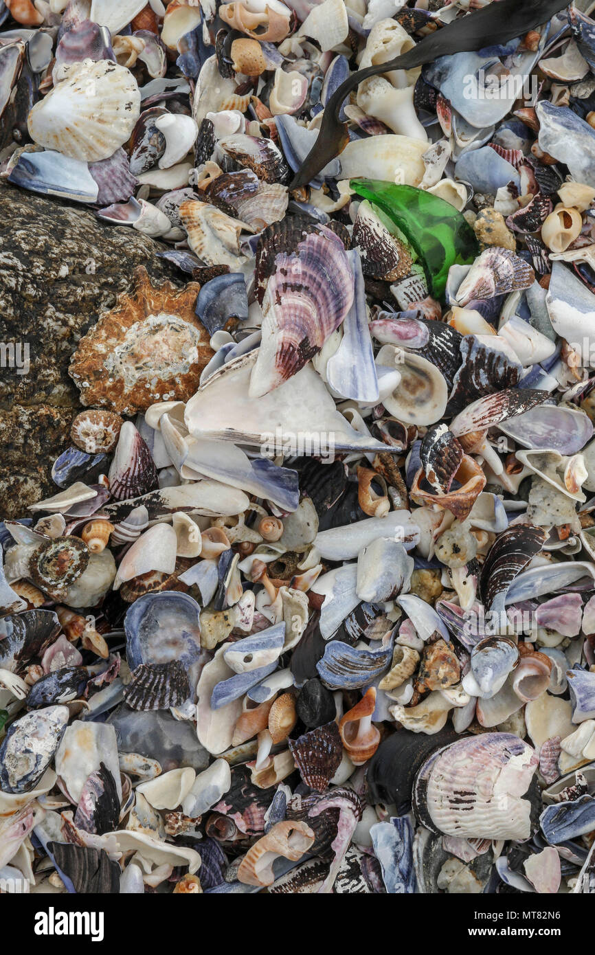 Rocks and seashells on Camps Bay beach at low tide, Camps Bay, Garden ...