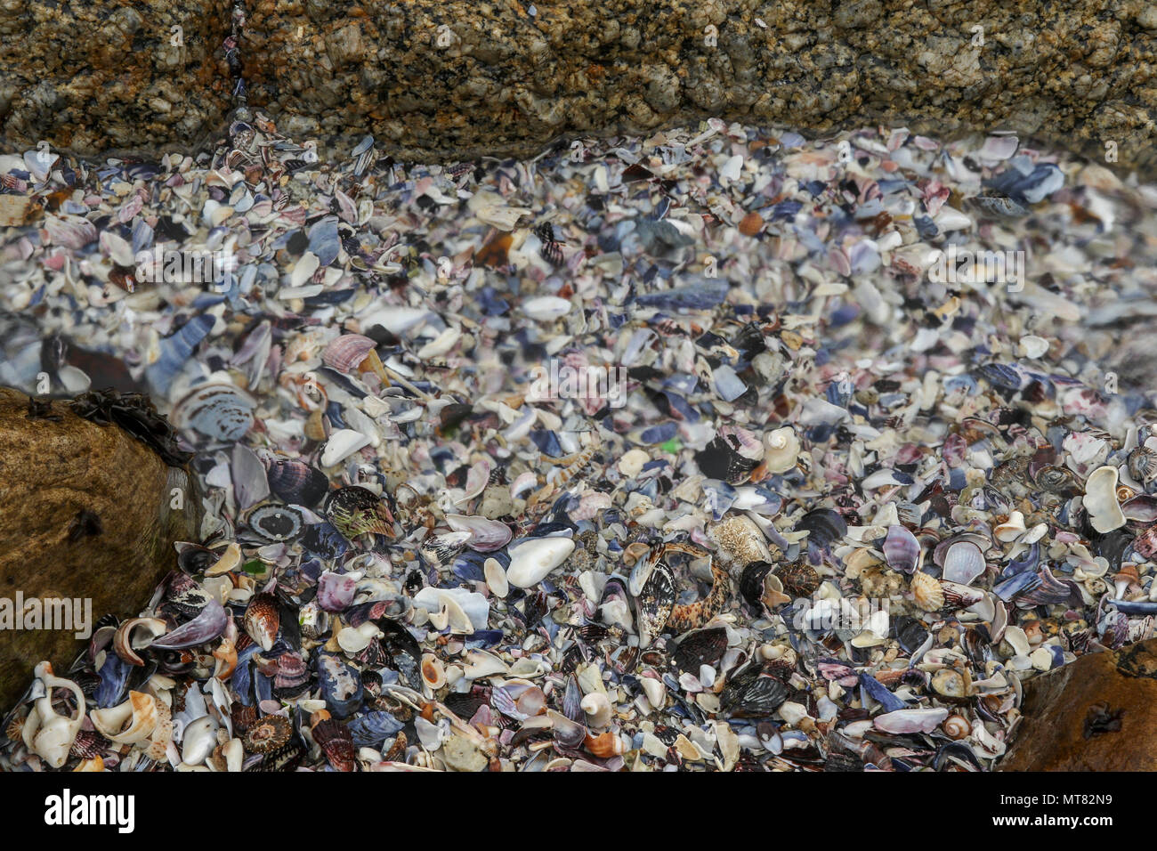 Rocks and seashells on Camps Bay beach at low tide, Camps Bay, Garden ...