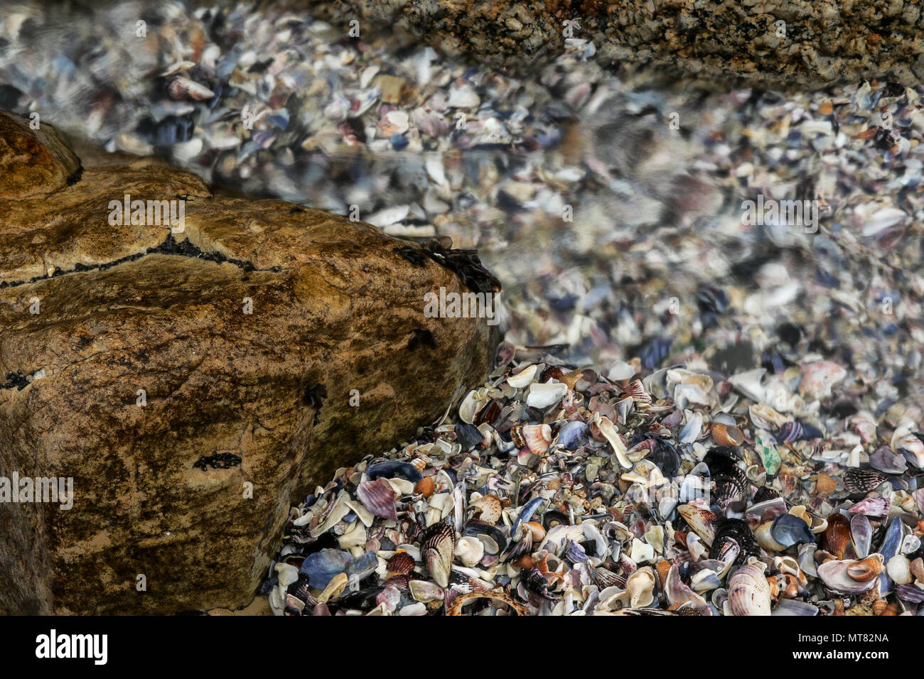 Rocks and seashells on Camps Bay beach at low tide, Camps Bay, Garden ...