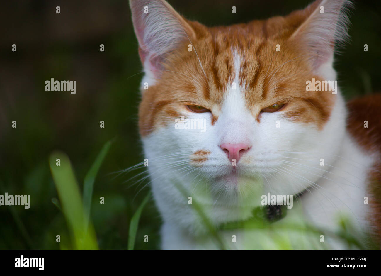 Ginger tomcat hi-res stock photography and images - Alamy