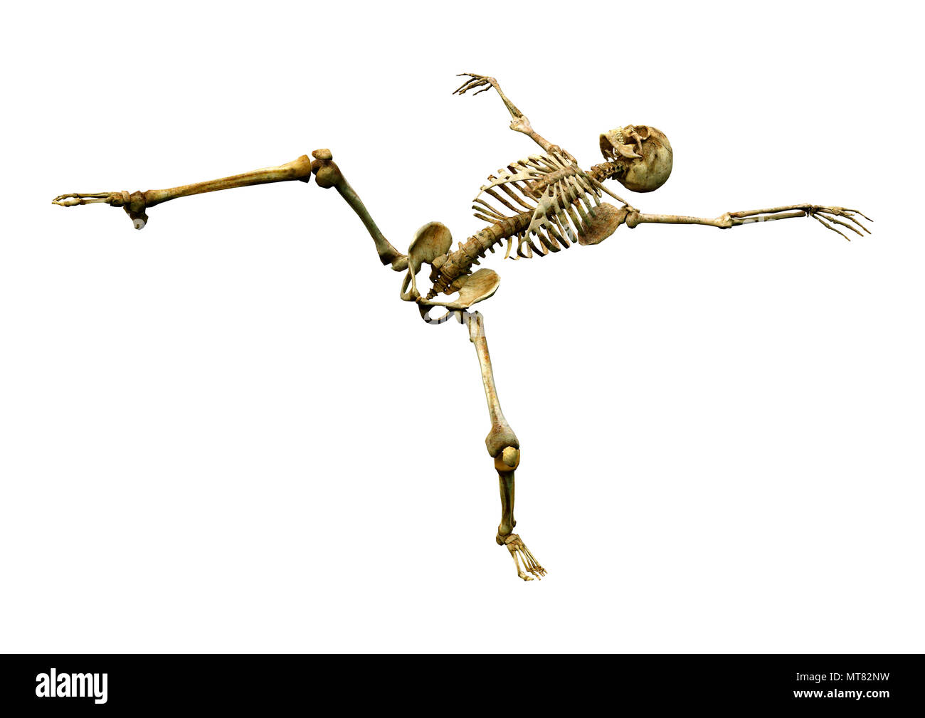 3D rendering of a human skeleton isolated on white background Stock ...
