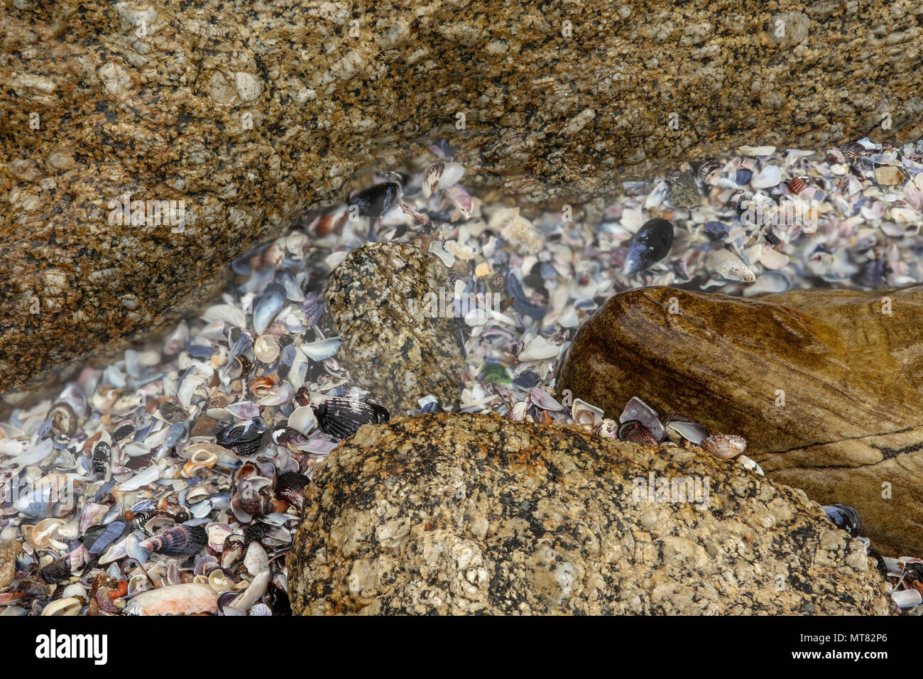 Rocks and seashells on Camps Bay beach at low tide, Camps Bay, Garden ...