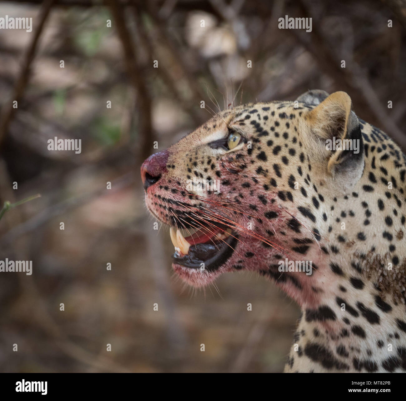 A leopard's bloody face Stock Photo - Alamy
