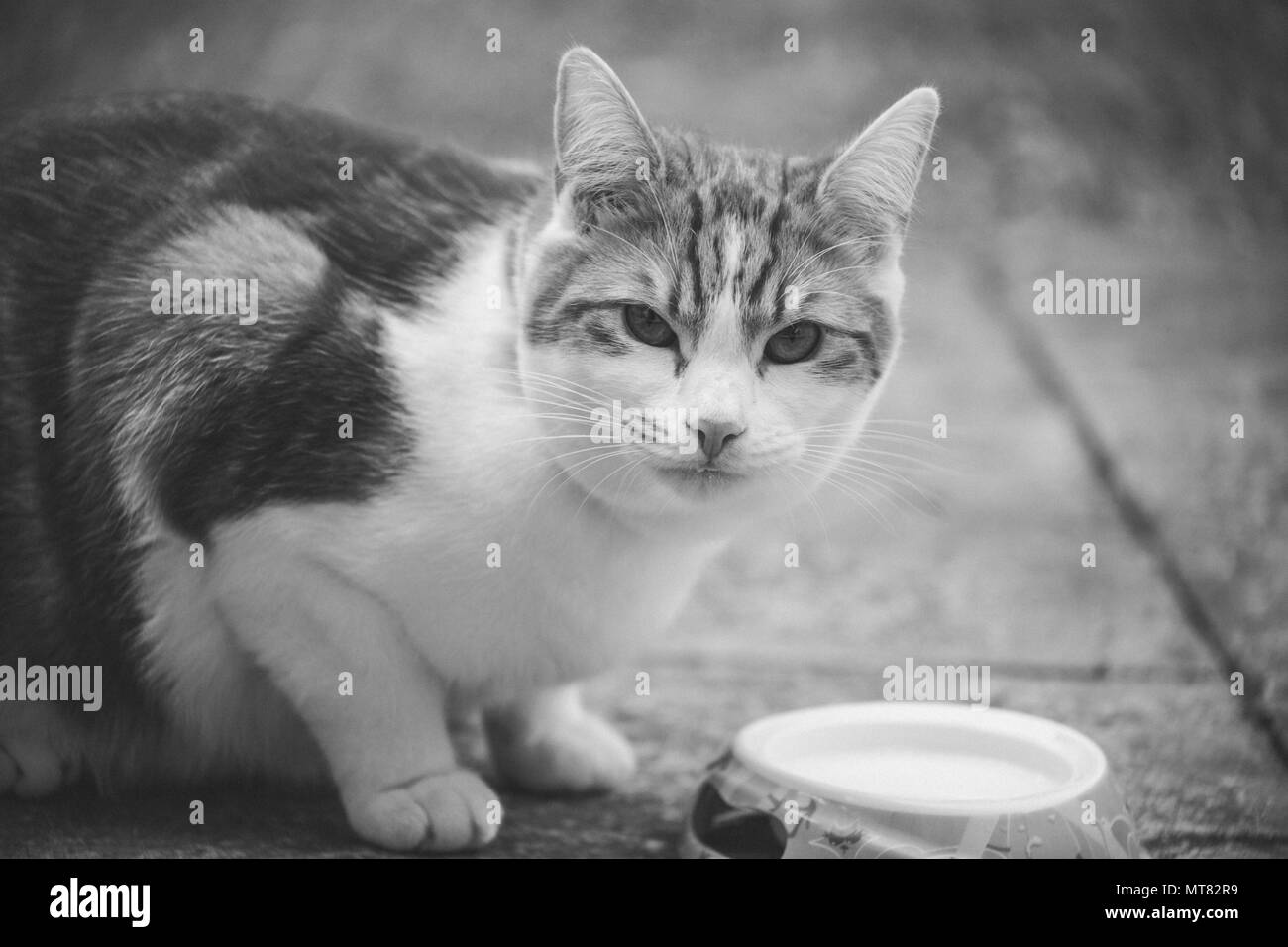 cute ginger tomcat photographed in black and white next to a bowl of ...