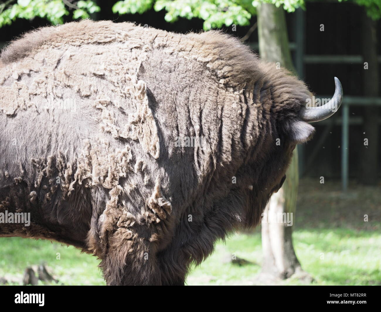 View to wild european bison looks stands alone on sandy ground in ...