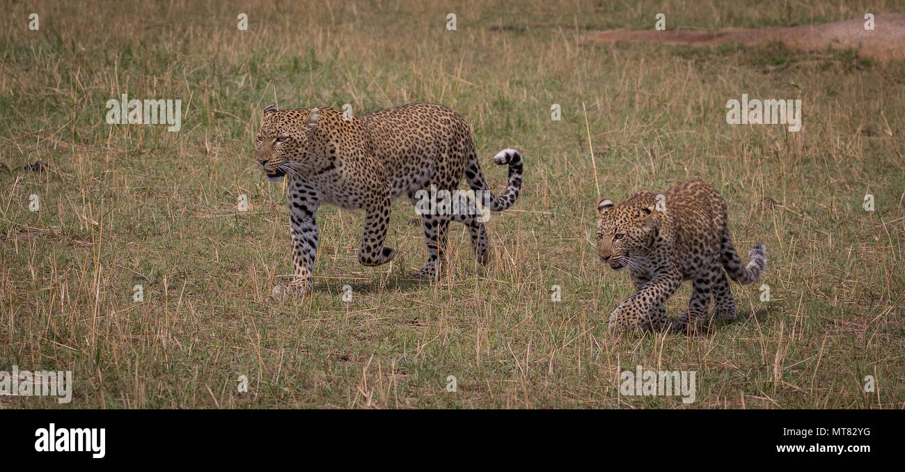 Female leopard and cub run across the open grassland Stock Photo - Alamy