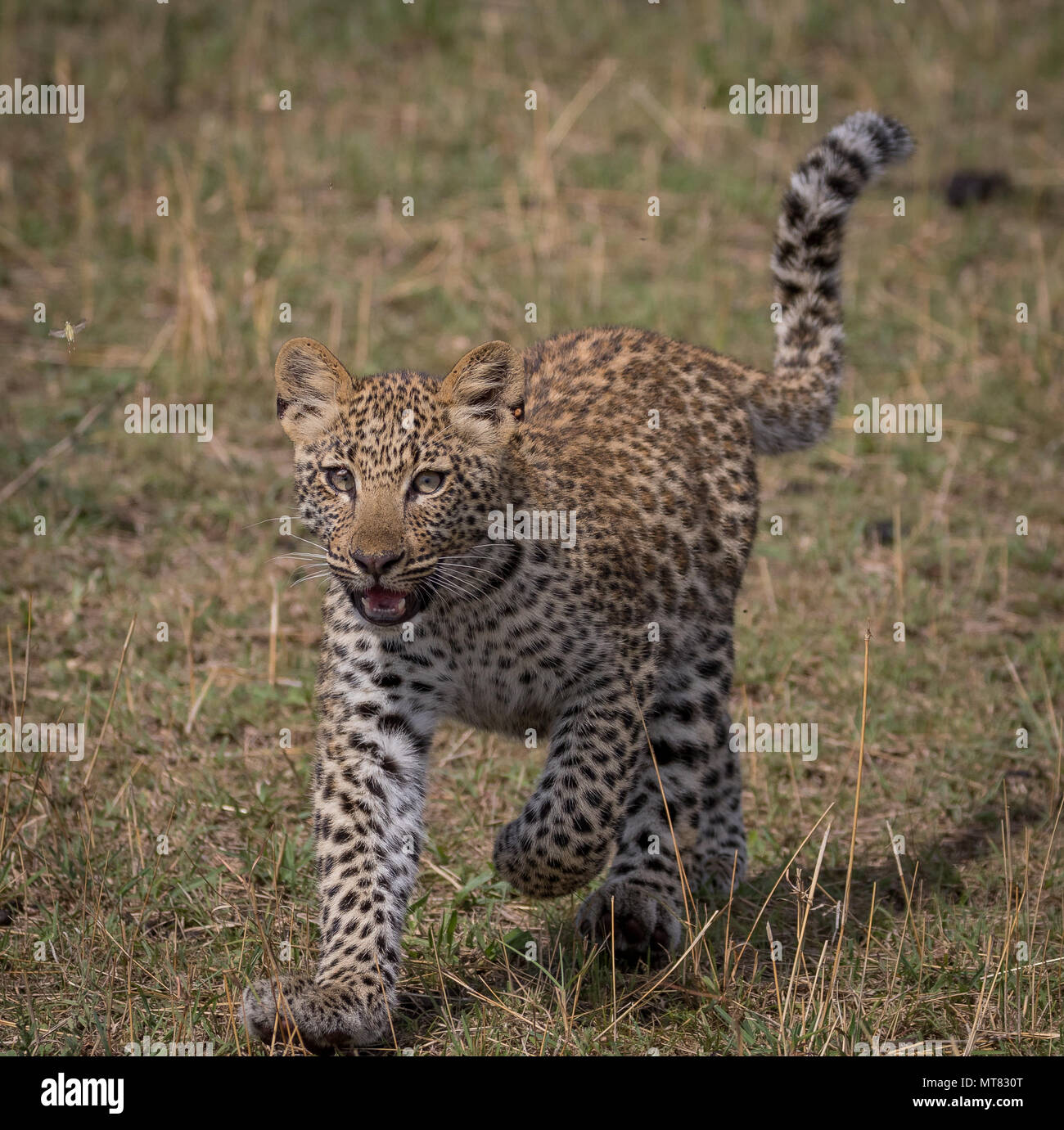 Fat leopard hi-res stock photography and images - Alamy