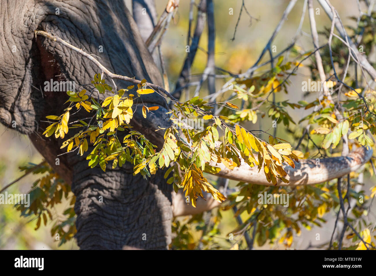 An African elephant seen eating lush green leaves in Zimbabwe Stock ...