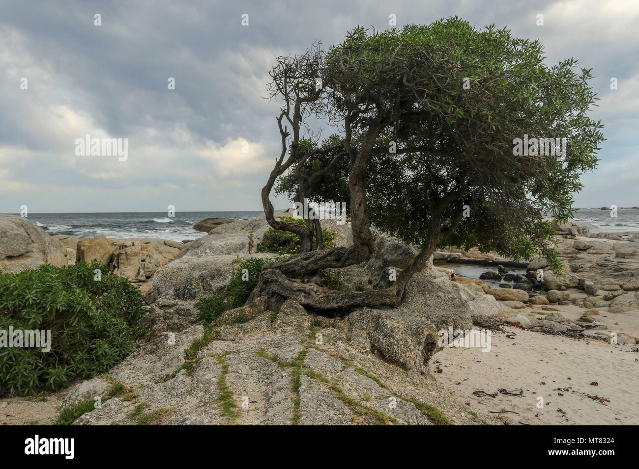 Lone stunted tree on granite outcrop at Camps Bay on the Garden Route ...