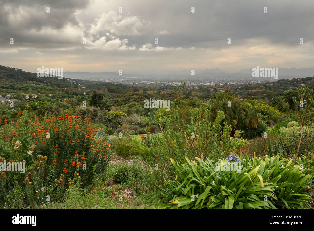 Fynbos landscape with sugar bushes in the Kirstenbosch botanic gardens ...