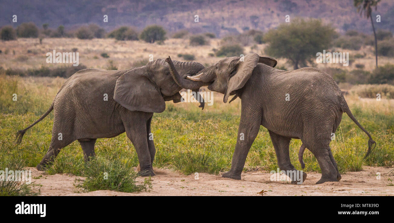 Two young bulls fighting hi-res stock photography and images - Alamy
