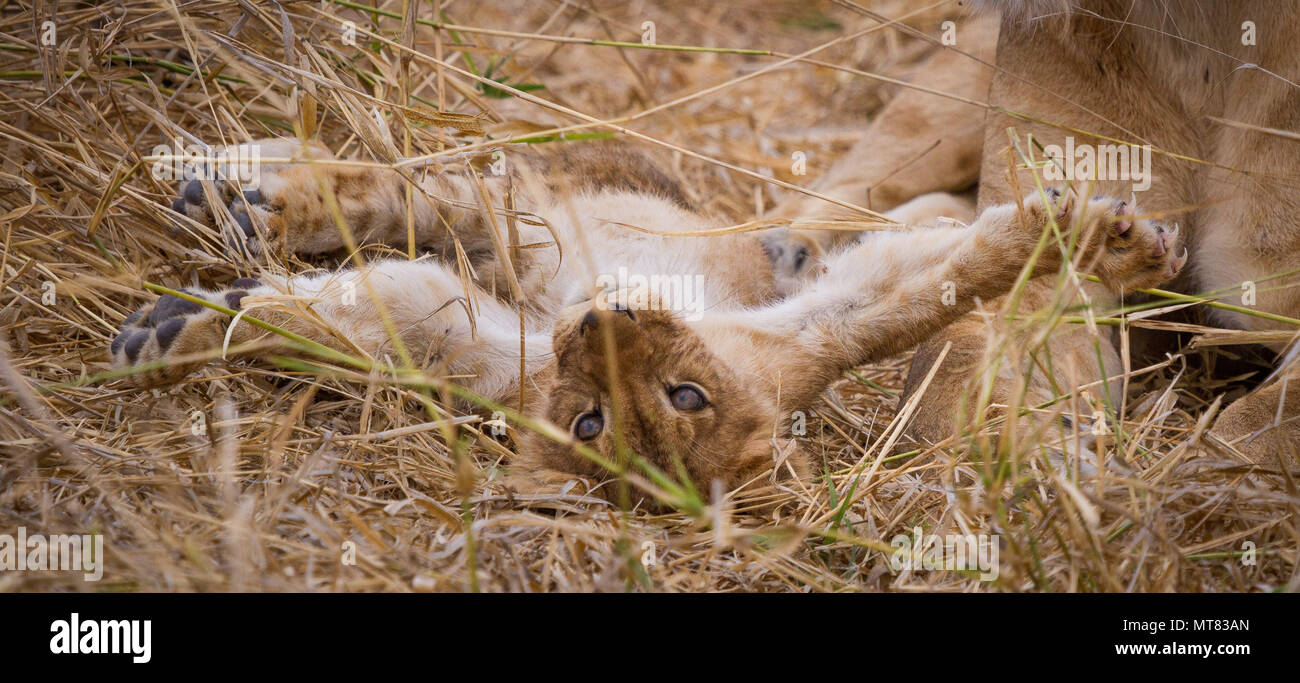 A lion cub rolls over on it's back Stock Photo - Alamy