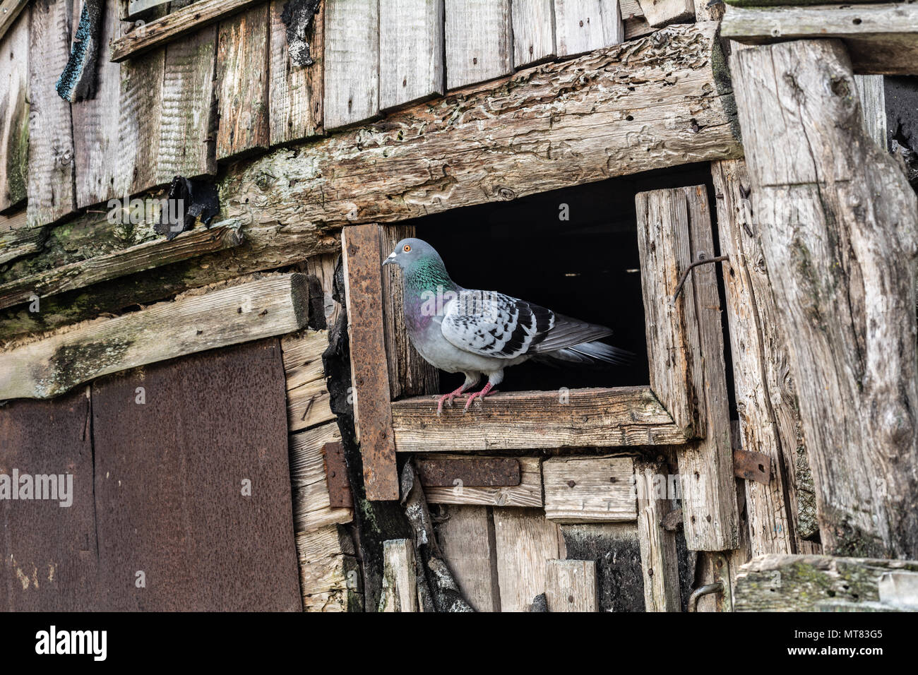 The dove sits in the window of the dovecote Stock Photo - Alamy