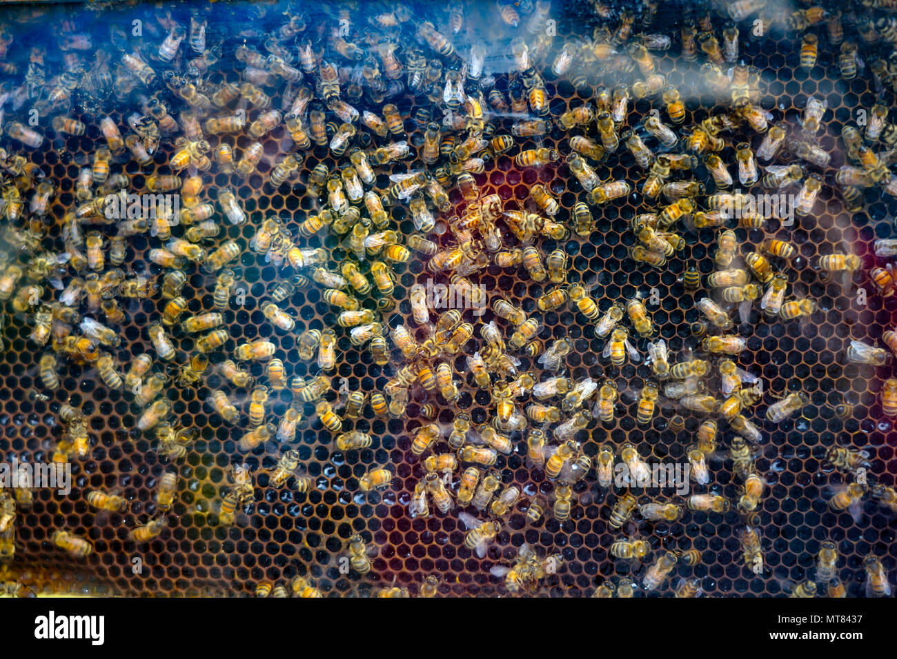Honey Bees,Apis mellifera, in Ontario,Canada in a hive Stock Photo - Alamy
