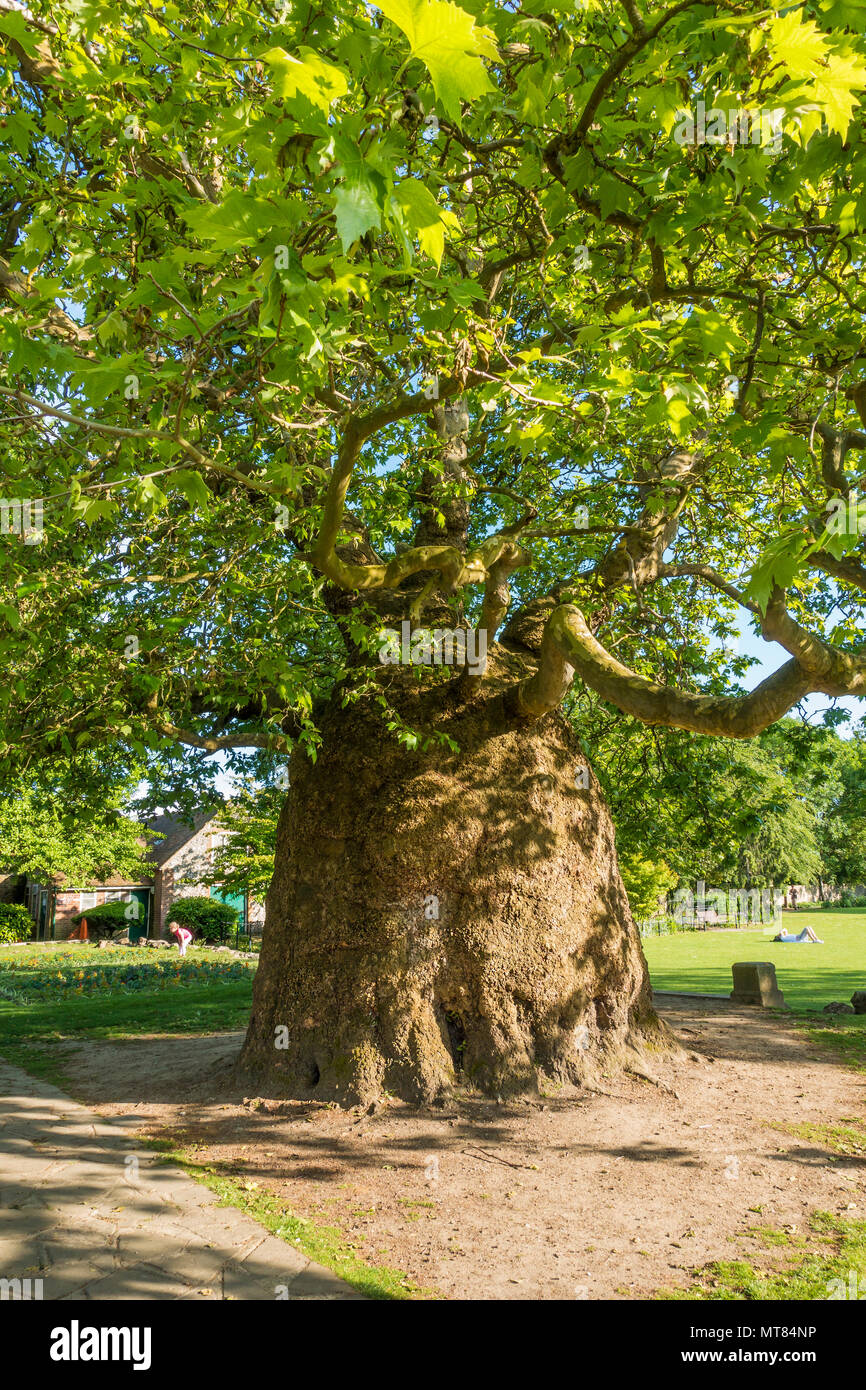 Oriental plane tree hi-res stock photography and images - Alamy