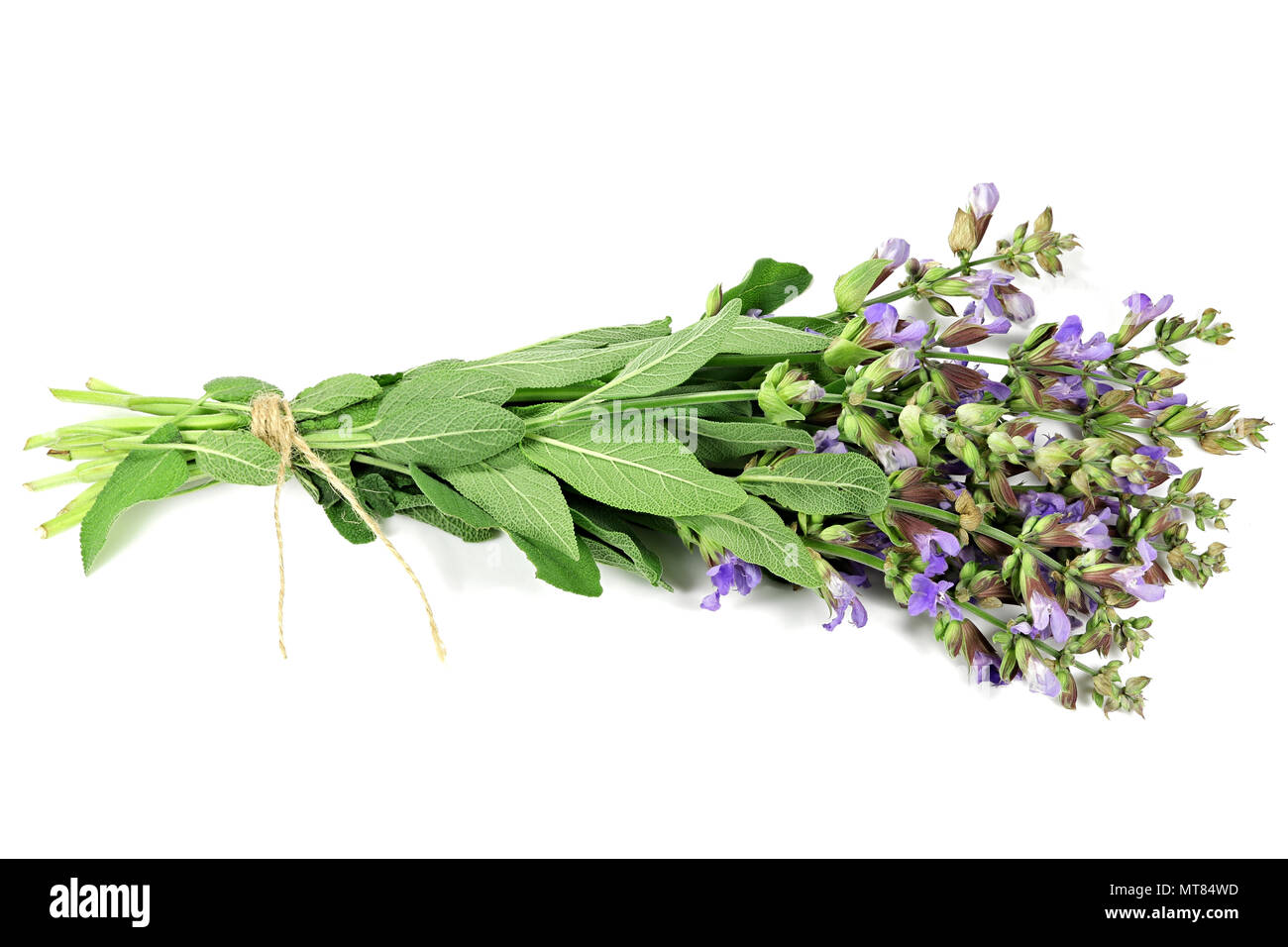bunch of sage isolated on white background Stock Photo - Alamy
