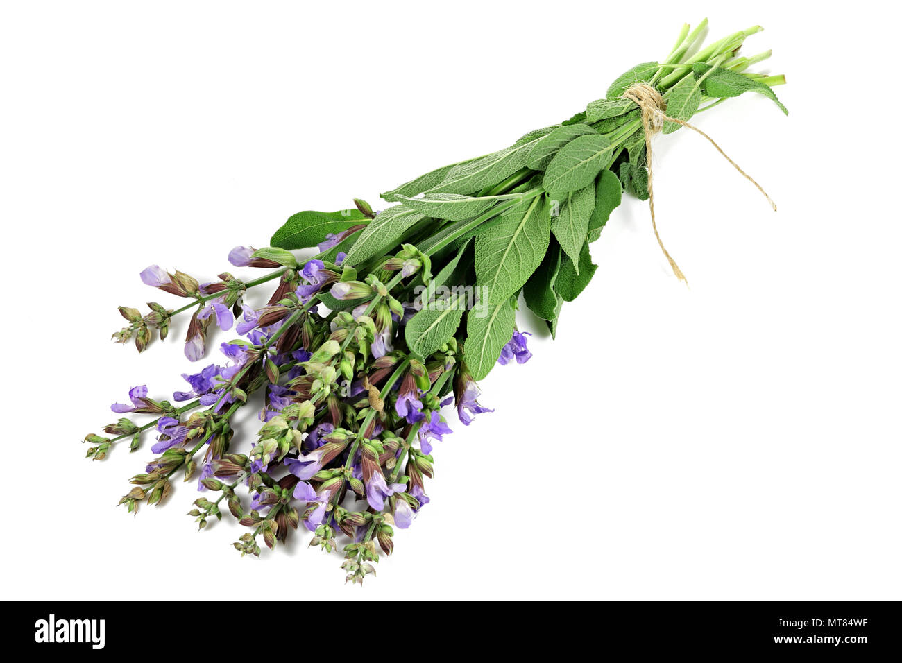 bunch of sage isolated on white background Stock Photo - Alamy