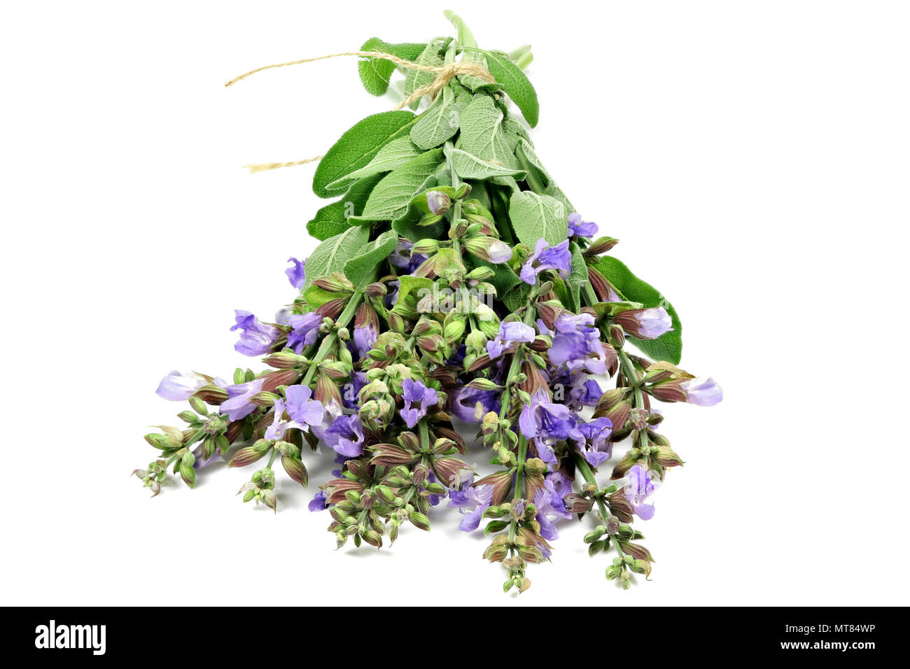 bunch of sage isolated on white background Stock Photo - Alamy
