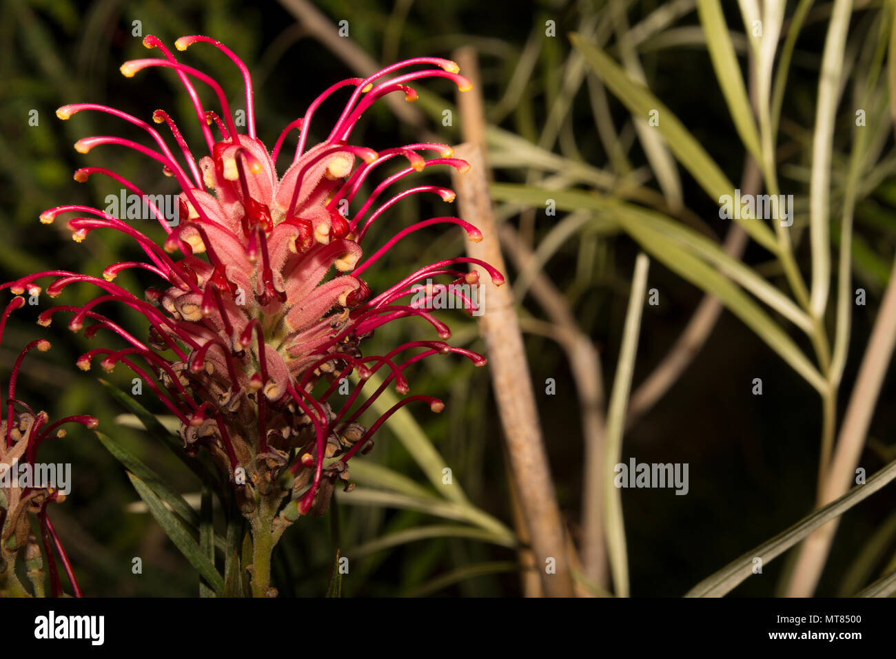 Grevillea banksii hi-res stock photography and images - Alamy