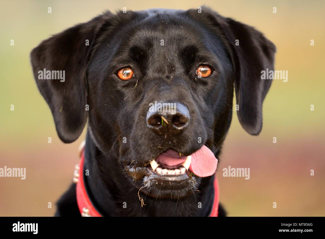 Labrador looking into the camera hi-res stock photography and images ...
